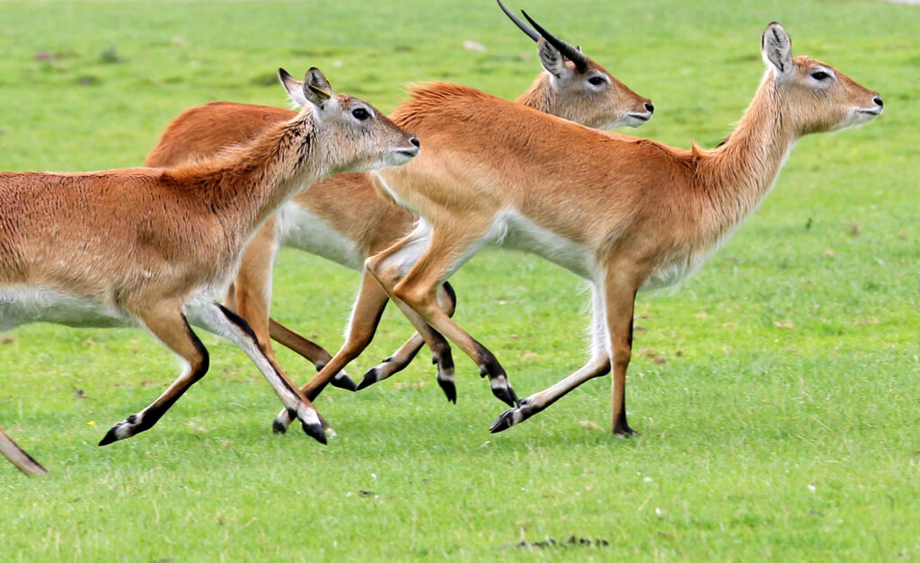 Animals - Blair Drummond Safari Park