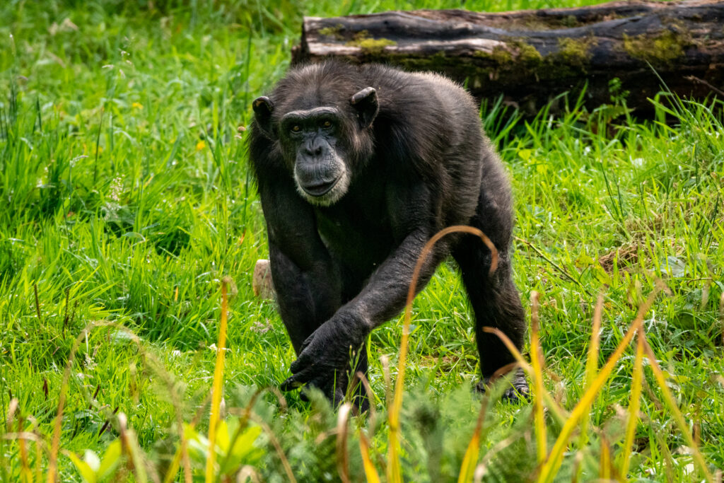 Farewell to our beloved chimp Copper - Blair Drummond Safari Park