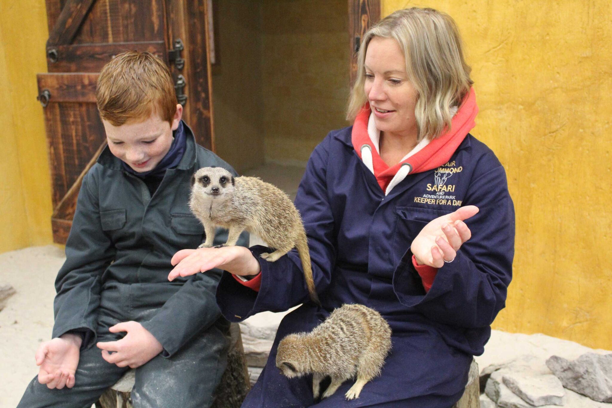 Meerkat Feeding Experience - Blair Drummond Safari Park
