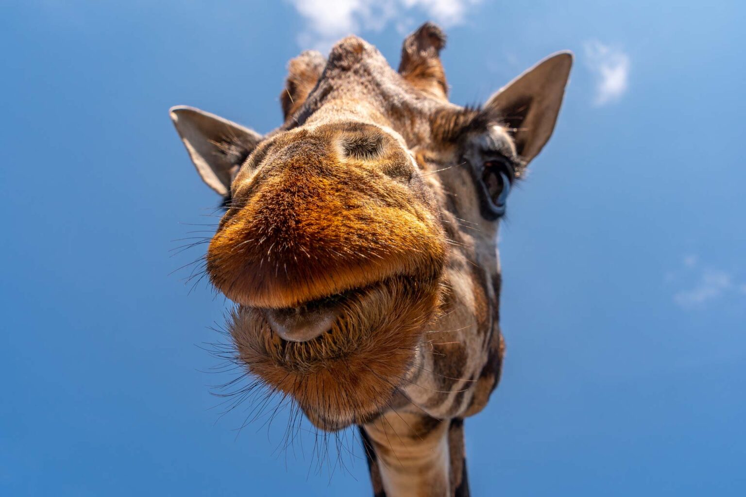 Giraffe Feeding Experience - Blair Drummond Safari Park