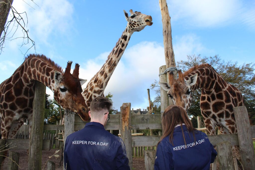 Zoo Keeper Experience - Blair Drummond Safari Park